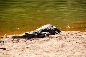 In the footsteps of Jandamarra, an indigenous folk hero | A Glass Half Full