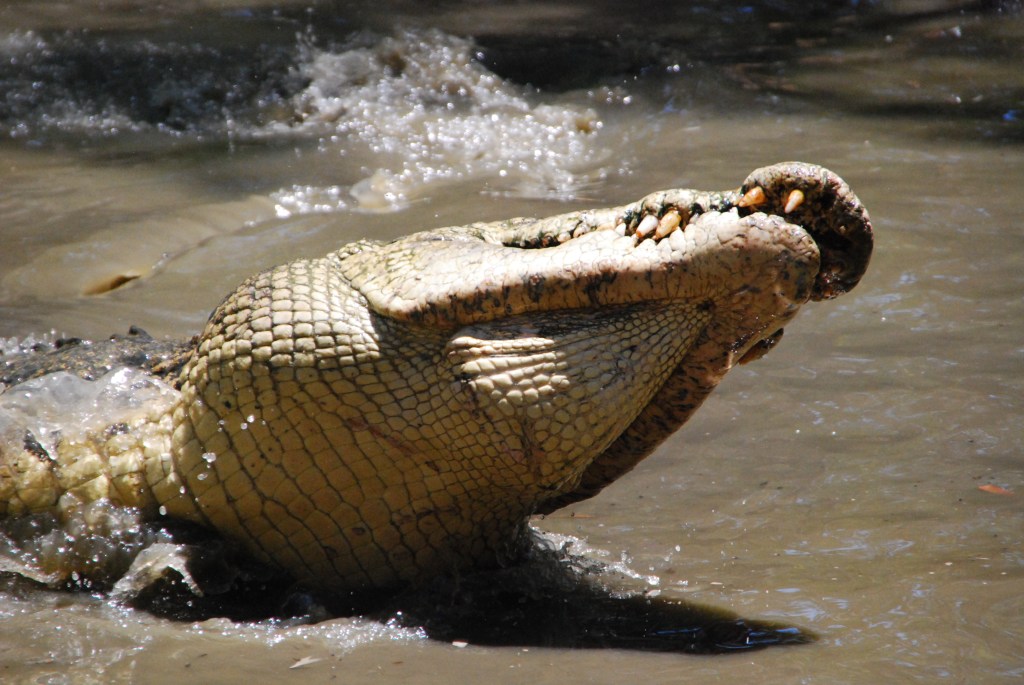 Never smile at a you-know-what | A Glass Half Full