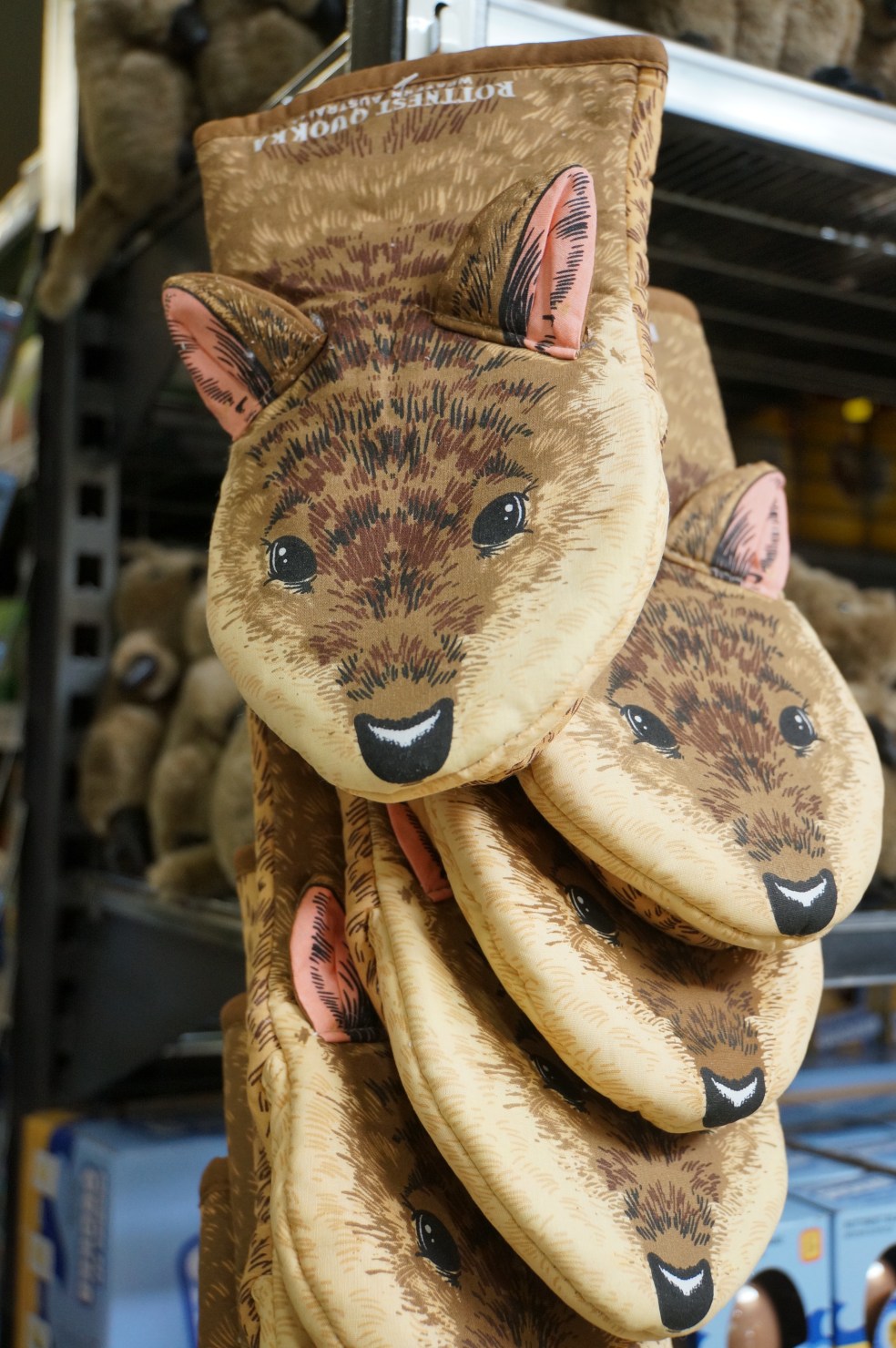 Meet the quokkas of Rottnest Island | A Glass Half Full